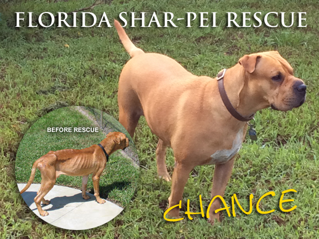 chancecc | Florida Chinese Shar-Pei Rescue