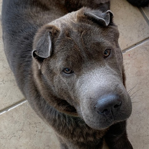 Success Stories and Hap-pei Endings | Florida Chinese Shar-Pei Rescue