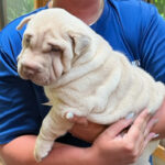 Florida Chinese Shar-Pei Rescue | Dedicated to providing a safe haven ...