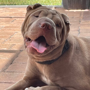 Florida Chinese Shar-Pei Rescue | Dedicated to providing a safe haven ...