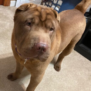 Florida Chinese Shar-Pei Rescue | Dedicated to providing a safe haven ...